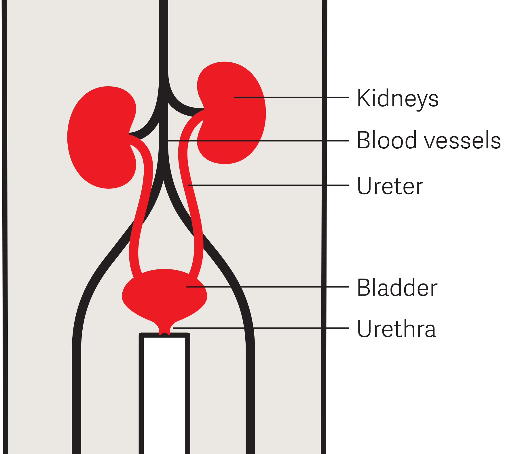 UTIs | Kidney Health Australia